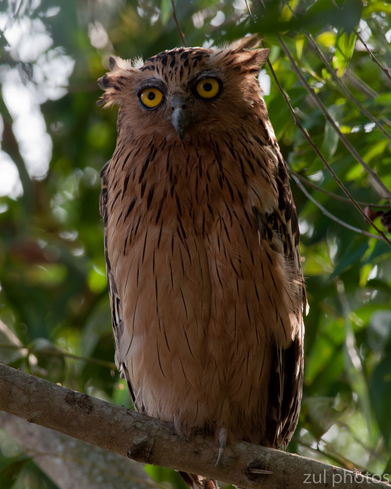Zul Ya - Birds of Peninsular Malaysia: Buffy Fish Owl