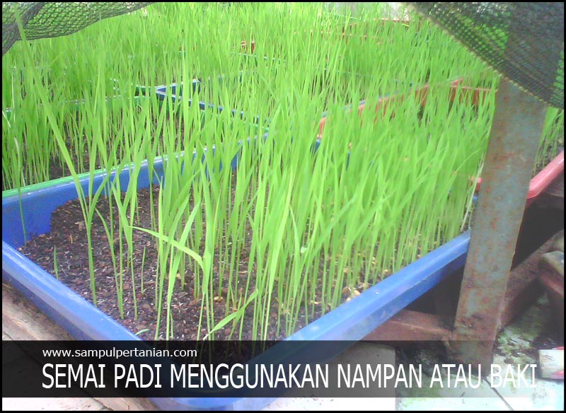 Semai Padi Dengan Memakai Nampan Atau Baki
