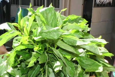 Naturalist's World - Dr Abe V Rotor : Papait - Most Bitter Vegetable ...