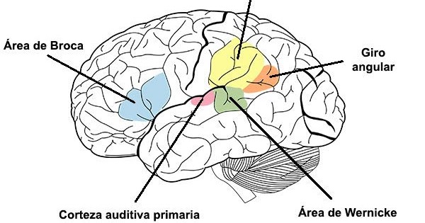 AREA MOTORA O EXPRESIVA DEL LENGUAJE, AREA SENSORIAL O RECEPTIVA DEL ...