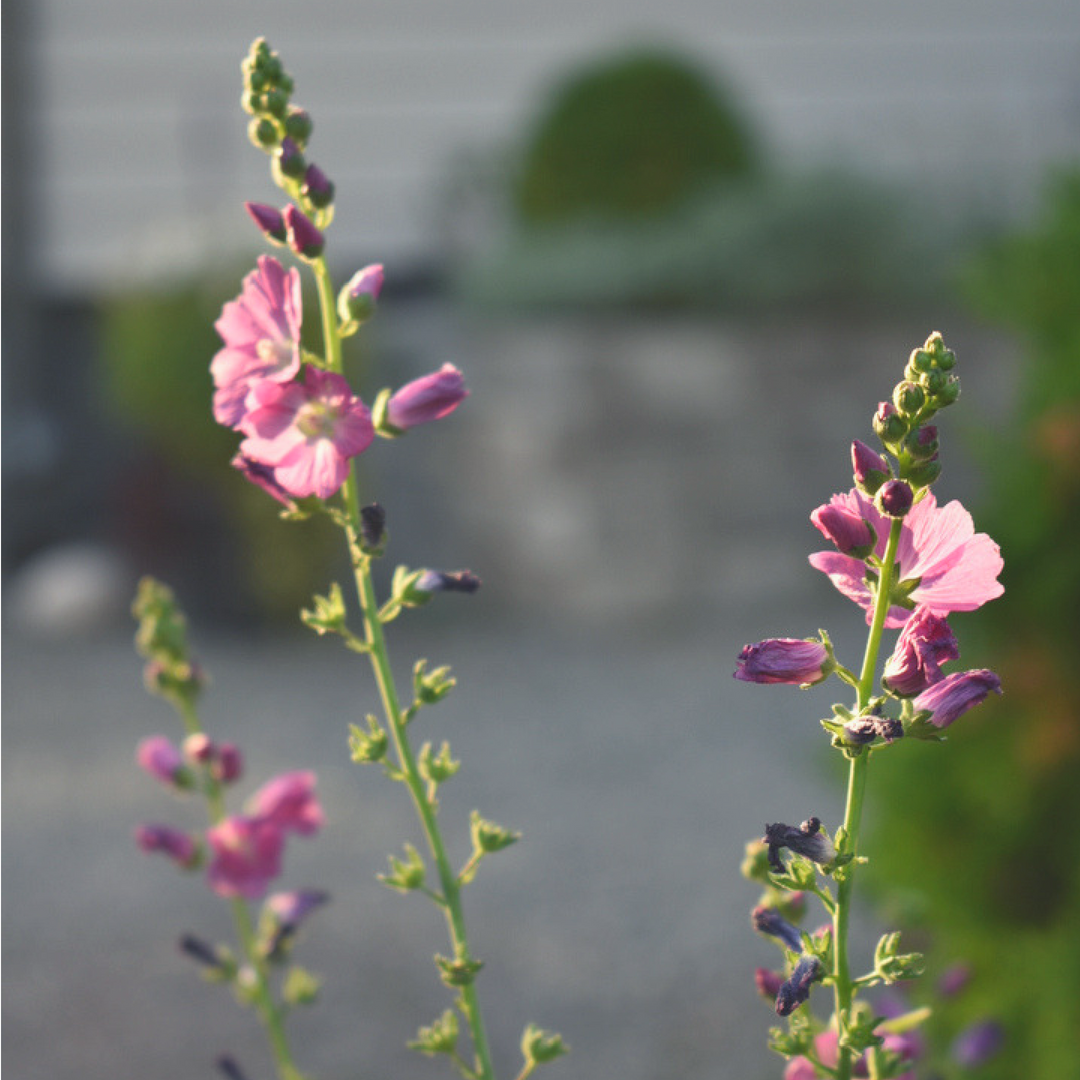 Inkalilja Love: Puutarhan aakkoset - osa 2