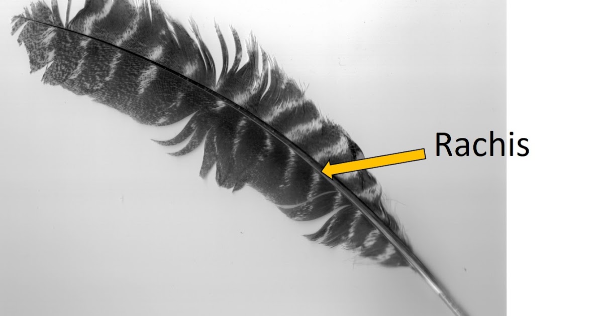 Isabella Conservation District Environmental Education Program: The ...