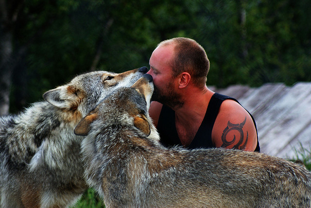 White Wolf : 15 Most Amazing Pictures of Wolf - Human Interaction