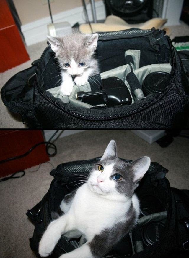 Cats, Then and Now (24 pics) | Amazing Creatures