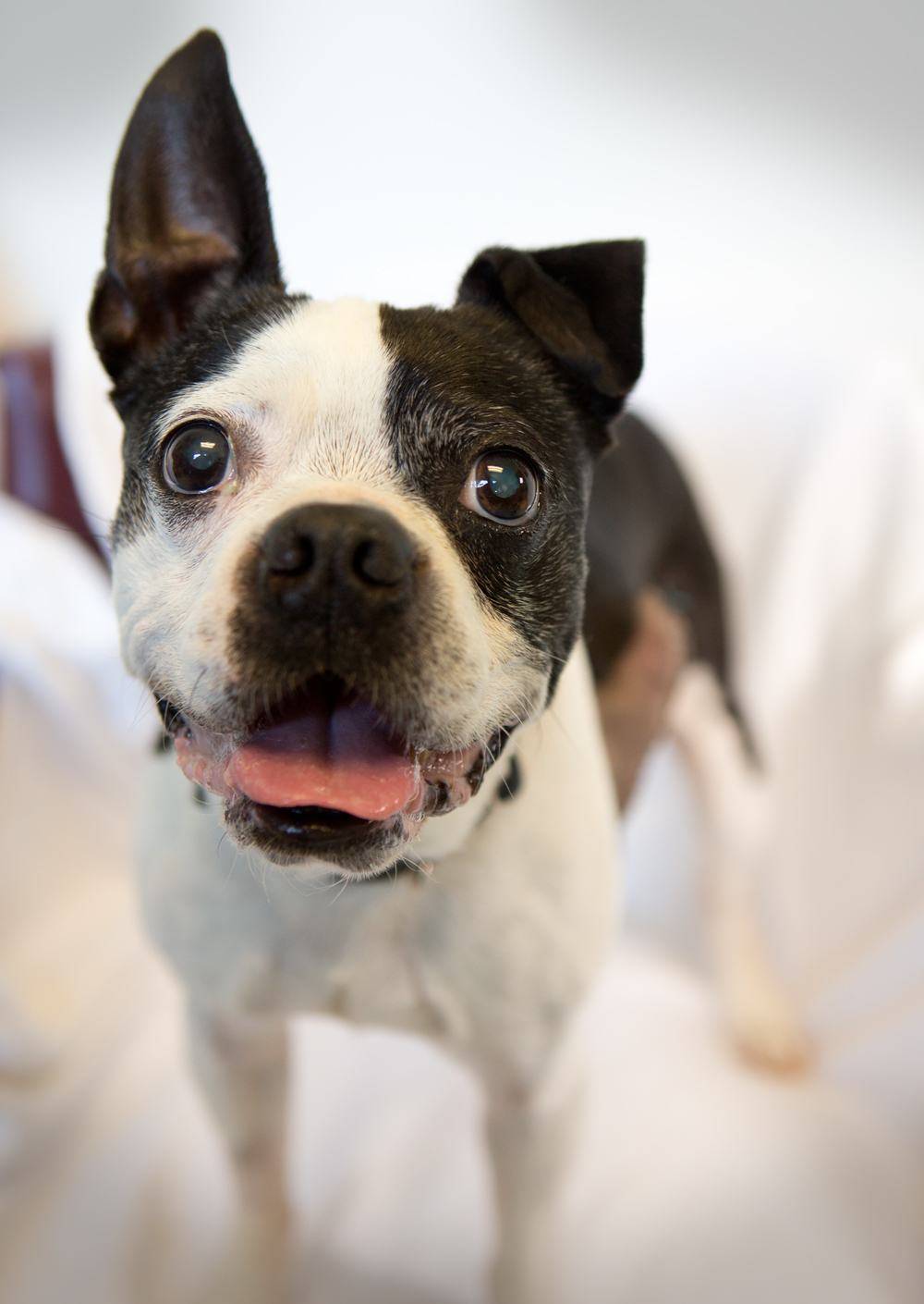 Shelter Dogs of Portland: "BUDDY" a " friend, pal, chum" Boston Terrier