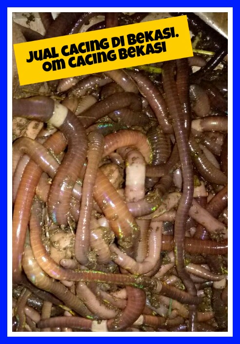 cacing tanah cacing merah cacing susu cacing kalung cacing tiger cacing ...