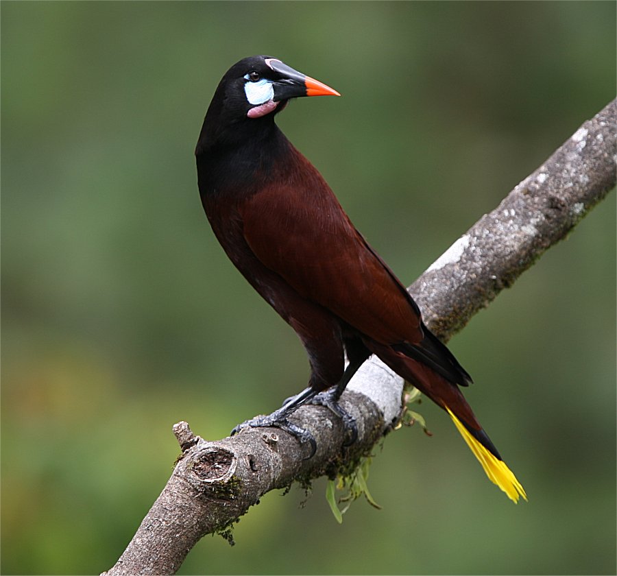 Murfs Wildlife : Montezuma Oropendola