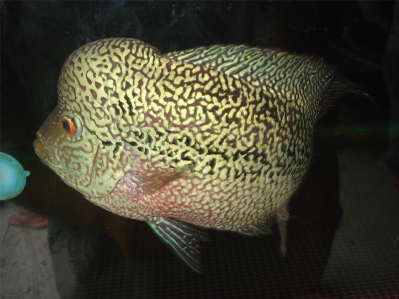 Flowerhorn The Hybrid Cichlids: King Kamfa 2