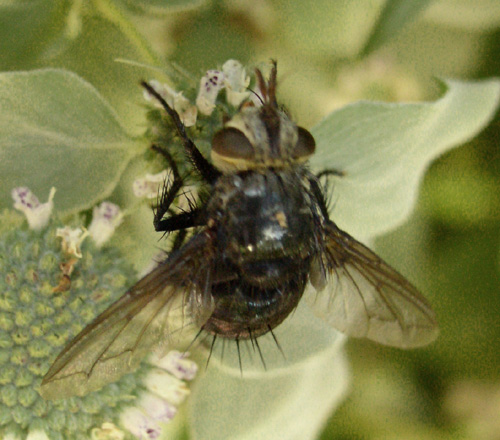 Pollinators: Monarchs and their Enemies