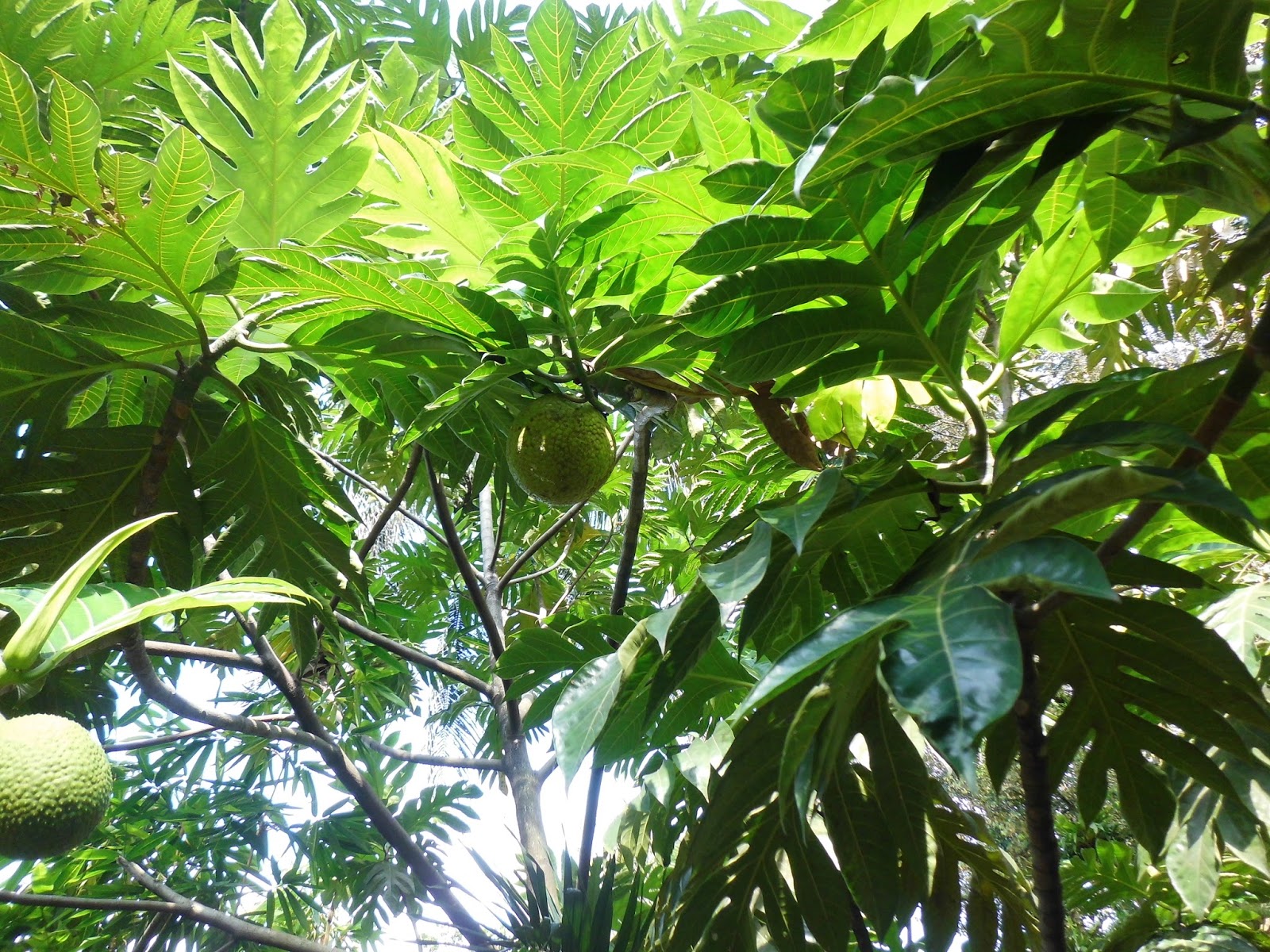 Sukun (Artocarpus Communis)