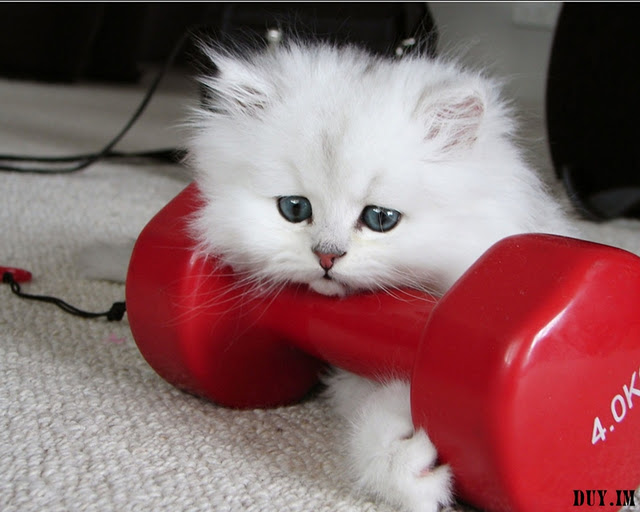 ABDULMUIN: Kucing yang Cute (34 gambar)