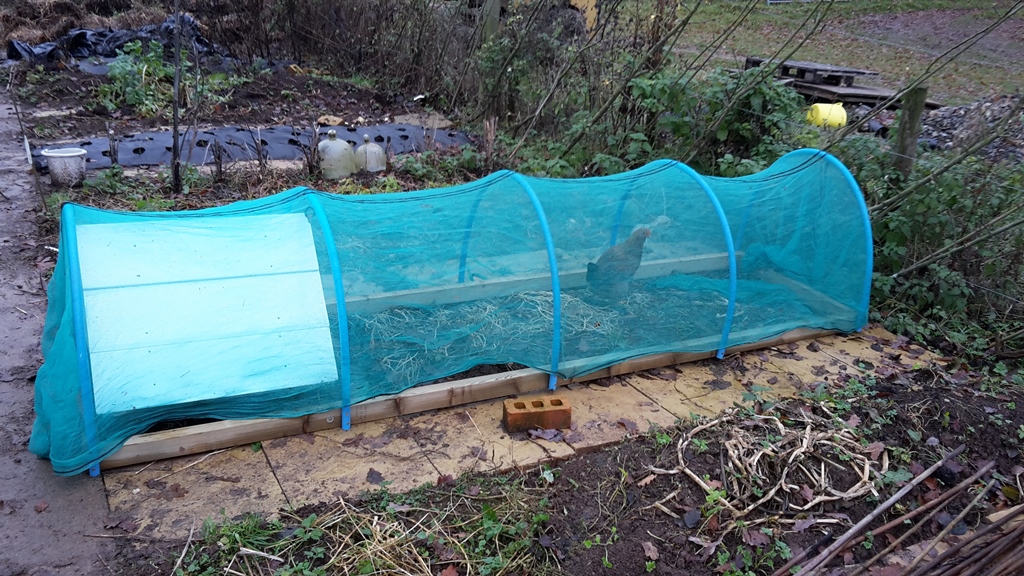 An English Homestead: Row Cover Chicken Run