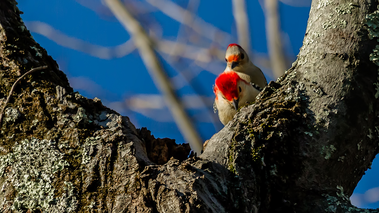 See What I See: Birds in January