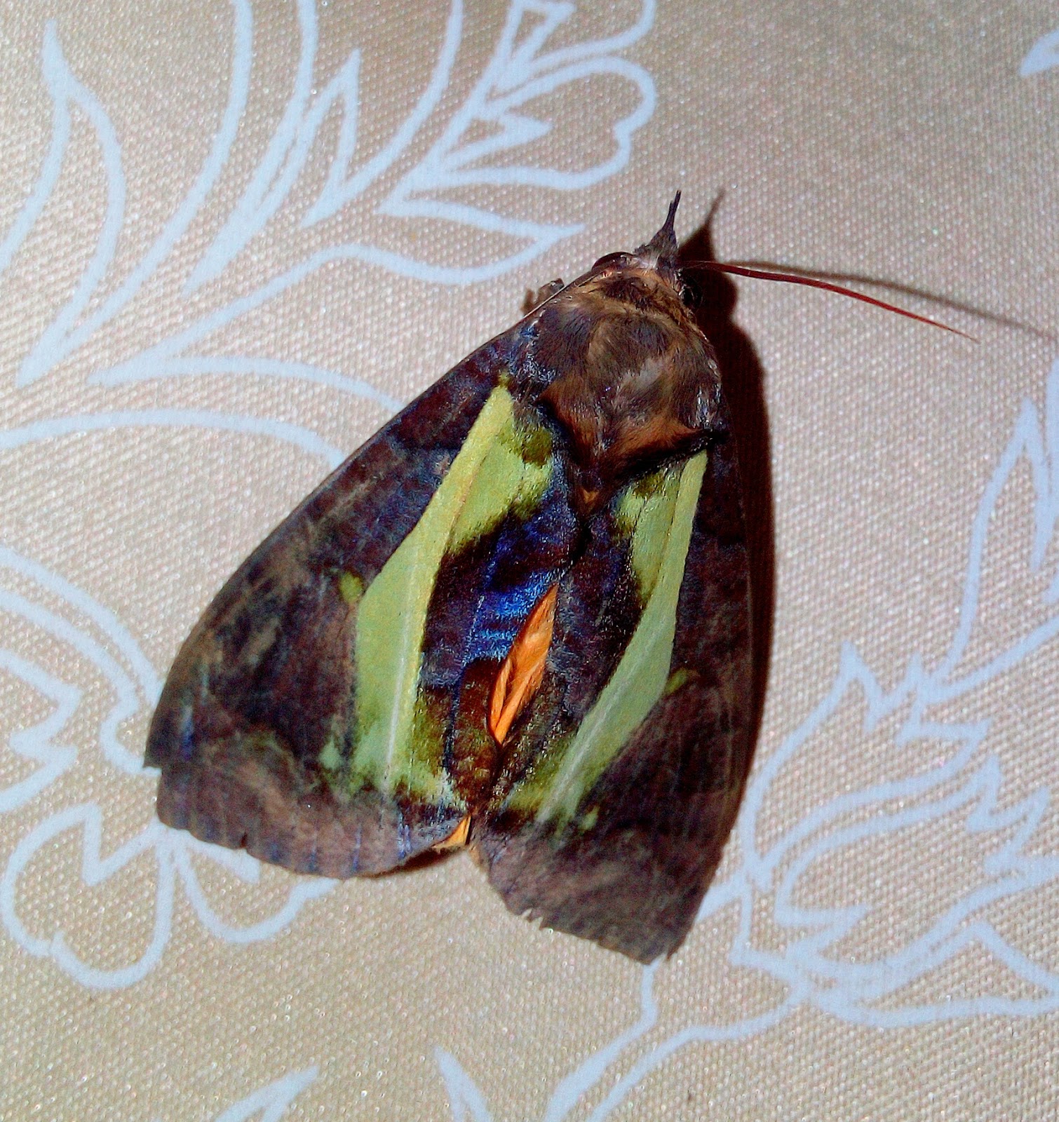 Moths Of Kerala: Fruit Piercing Moth-Female(Eudocima homaena)