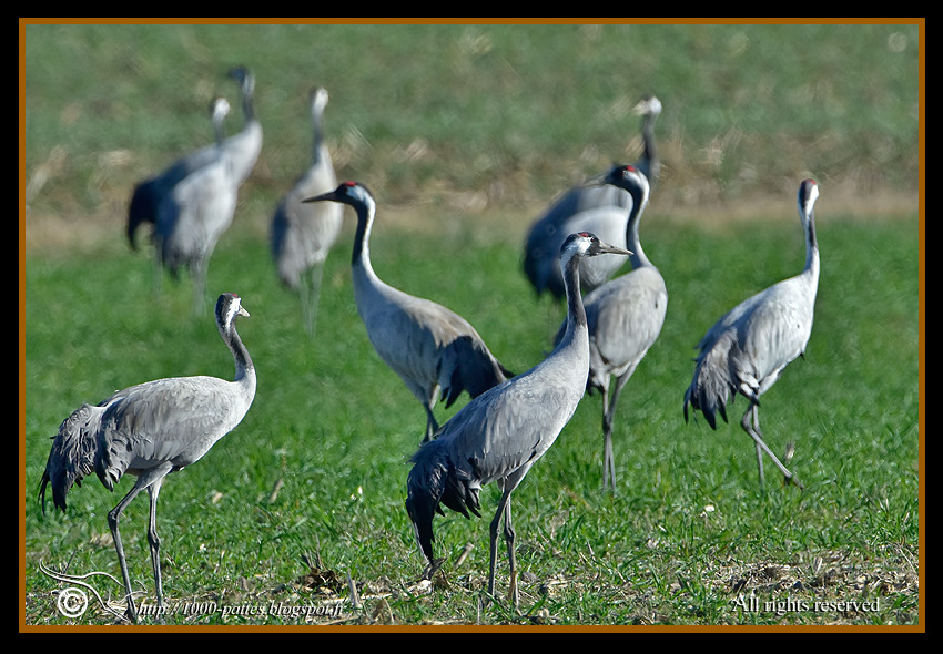 WILDLIFE GATEWAY: Dans le Magnoac