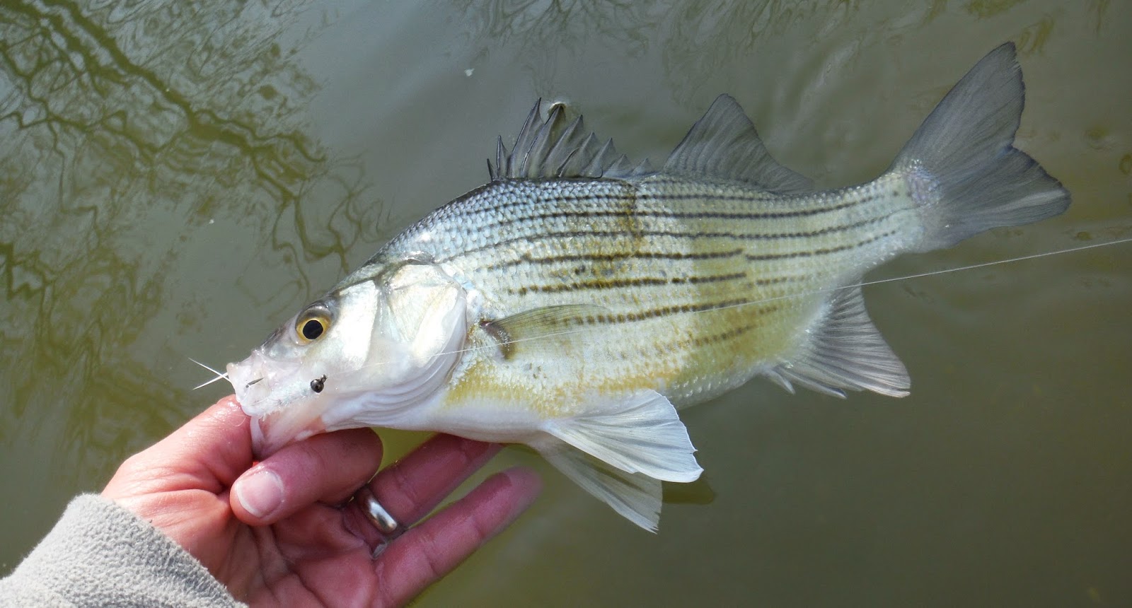 The Angler's Culvert: Fresh