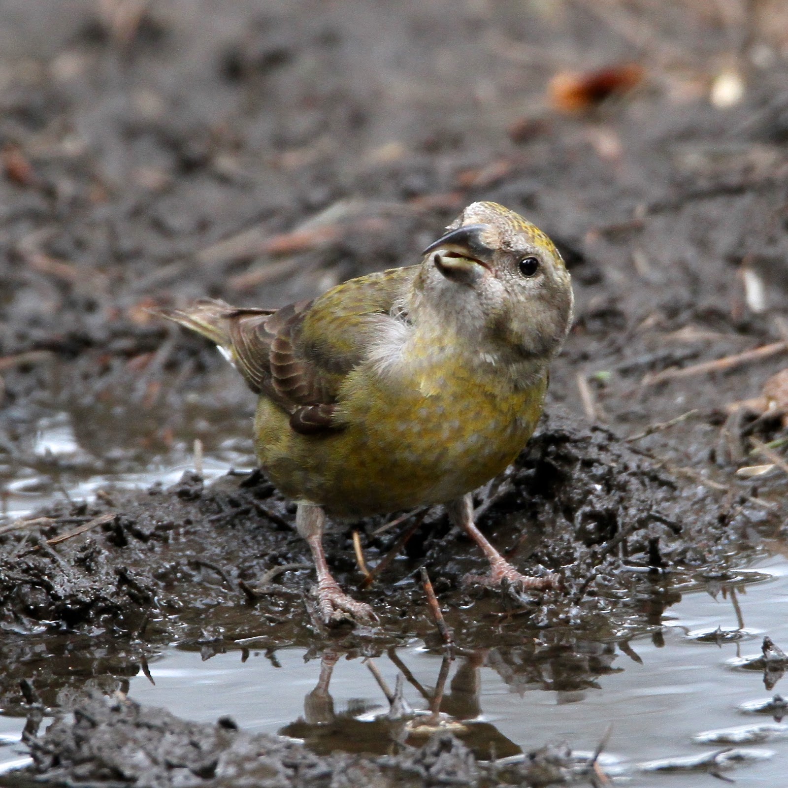 TrogTrogBlog: Bird of the week - Common crossbill