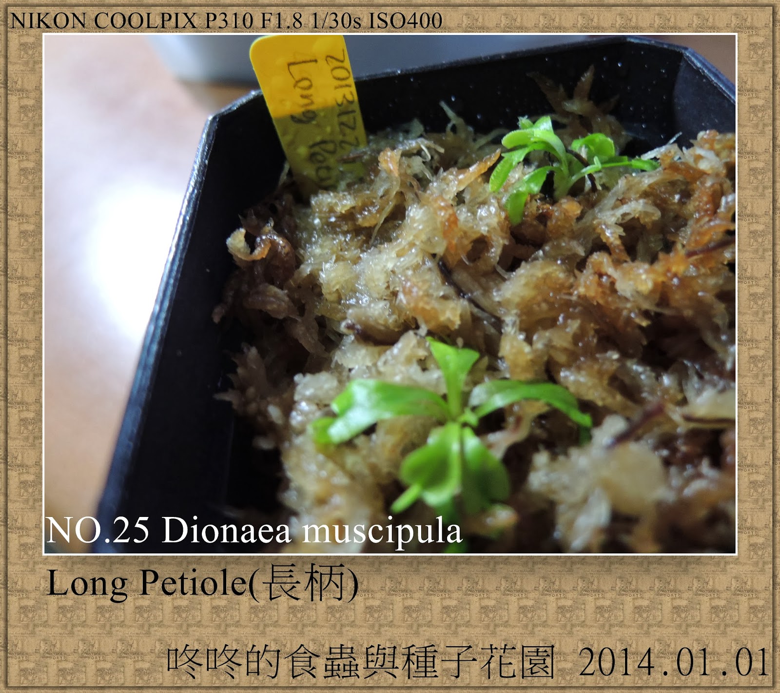 咚咚的食蟲與種子花園: Dionaea muscipula 'Long Petiole' (長柄捕蠅草)