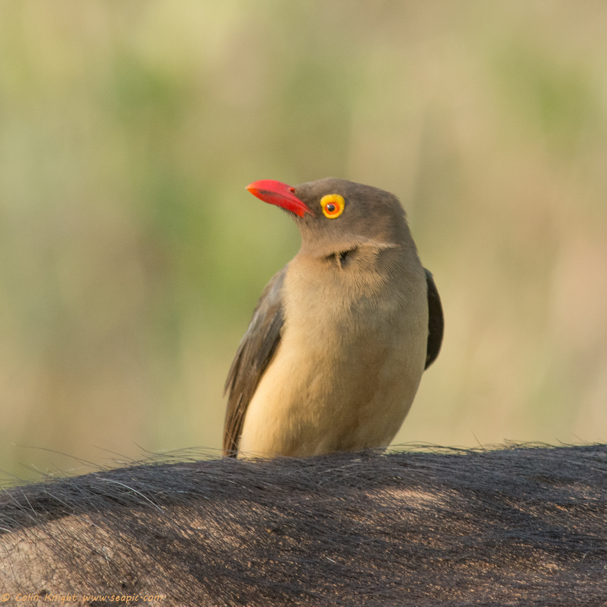 Postcards from Sussex: Oxpeckers, warthogs and buffalo at Hluhluwe-Imfolozi