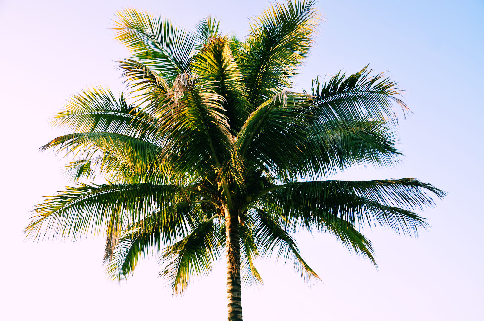 Free Image Bank: Palmera de tierra caliente by Ximena Ochoa