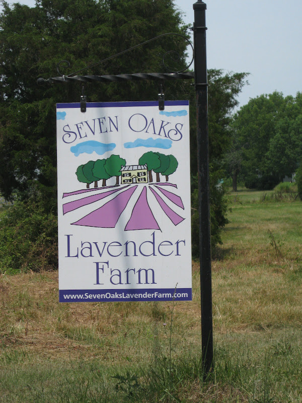 Bonz Blogz: Seven Oaks Lavender Farm