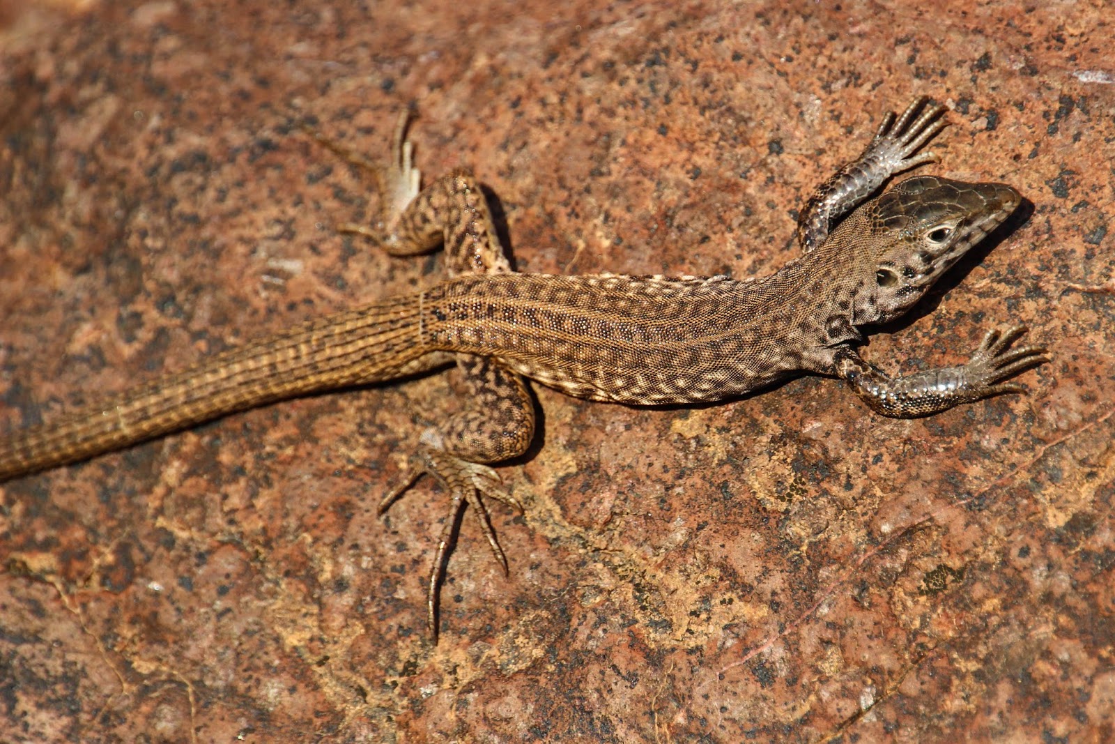 Cannundrums: Arizona Desert Whiptail