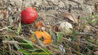 Natural Solutions Garden & Life Skills Center: Natural Solutions for ...