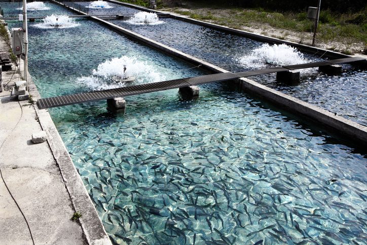 what is fish farming and advantages of fish farming