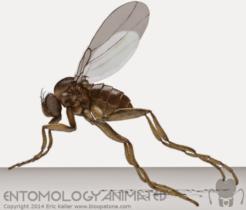 Eric Keller's Portfolio: Coffin Fly WIP