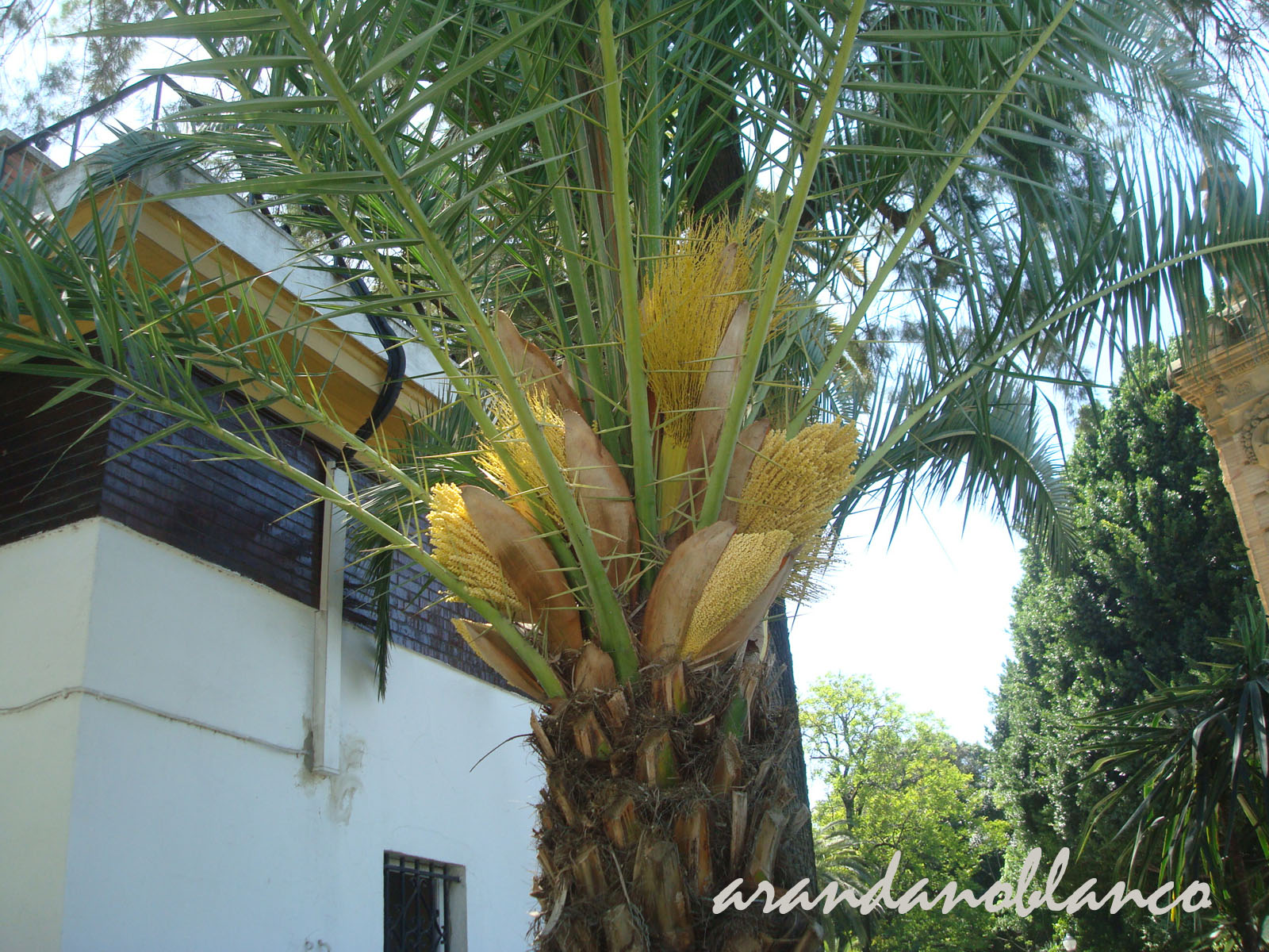 elarbolmiamigo-encinarosa: Phoenix canariensis / Palmera canaria ...
