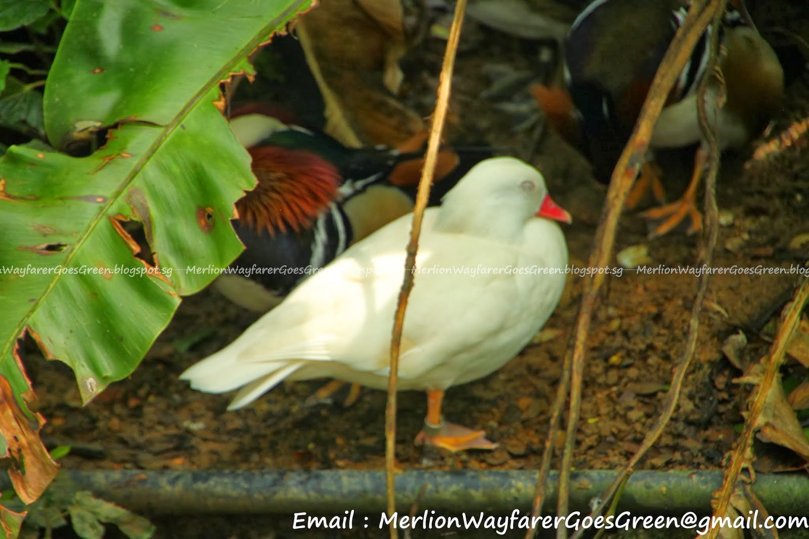 Jurong Bird Park - Southeast Asian Birds Aviary ~ Merlion Wayfarer Goes ...