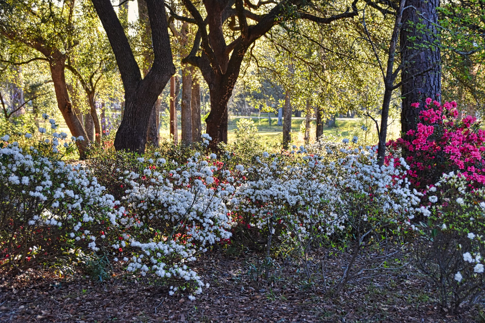 Royal Town Rambles: The Splendor of a Southern Spring