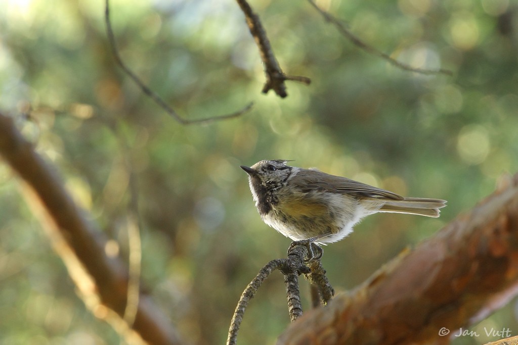 Jan Vutt fotogalerii: Tutt-tihane