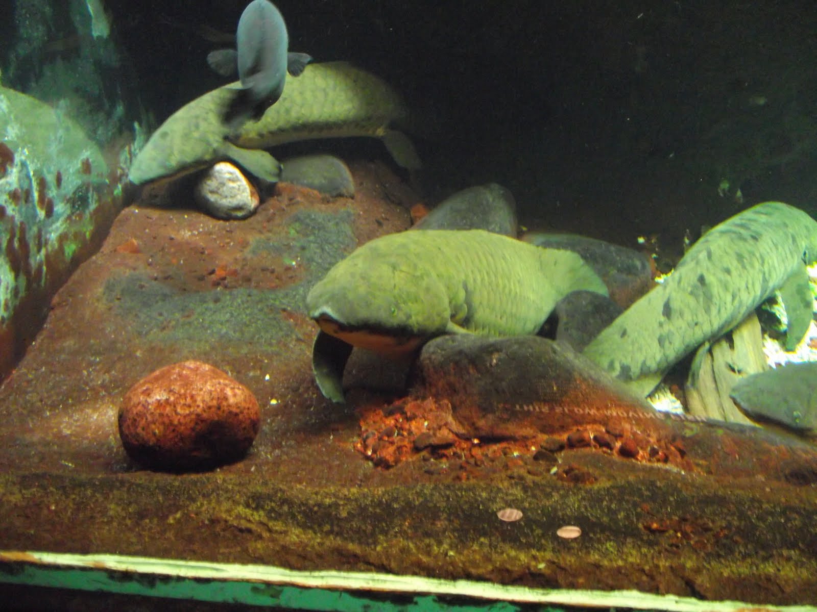 Australian Lungfish