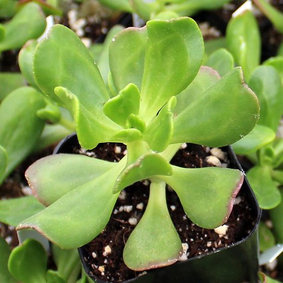 Sedum dendroideum - Bush Sedum Tree Stonecrop - Succulent Plants UK