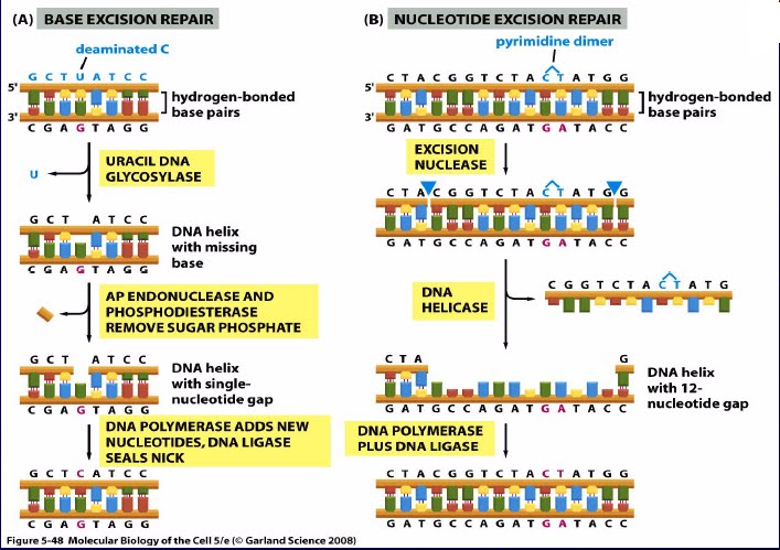 Perbaikan DNA atau DNA Repair