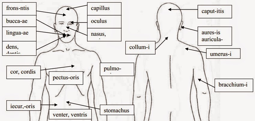 català-2-ESO: Unitat i diversitat lingüístiques
