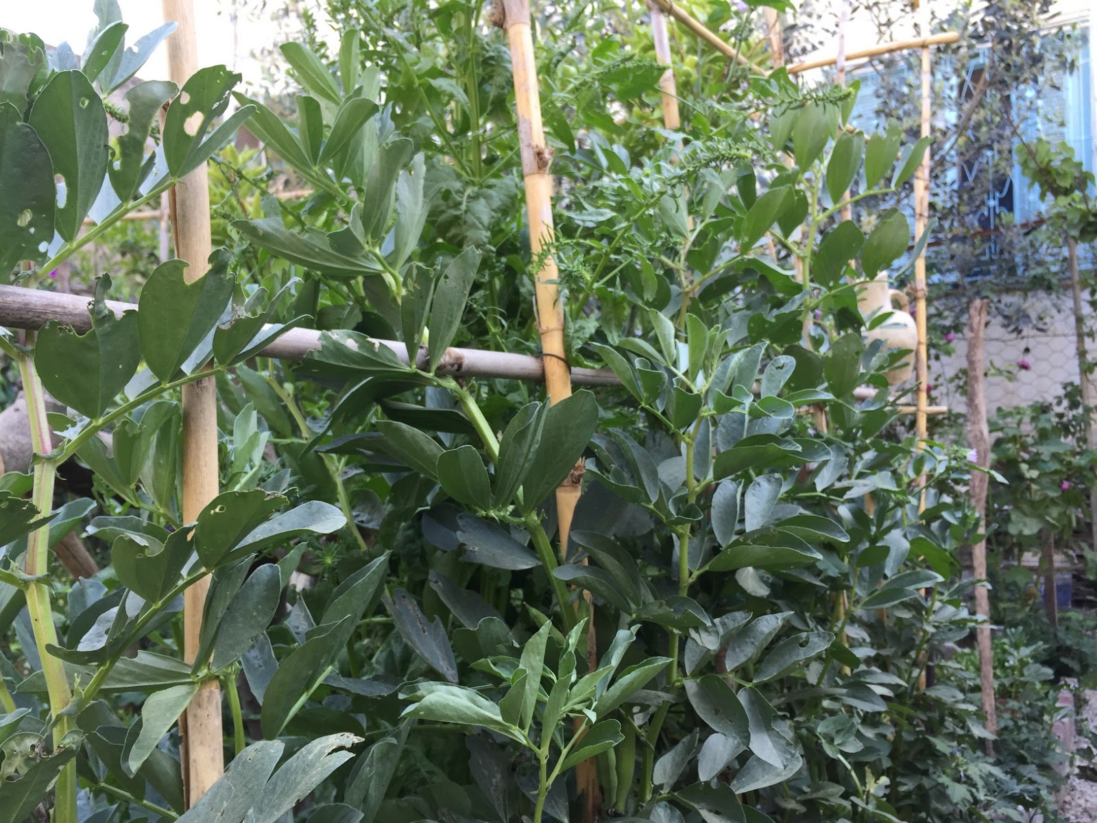 How To Grow Broad Beans