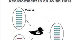 Avian Flu Diary: HPAI H5N5 Detected In German Poultry Operation