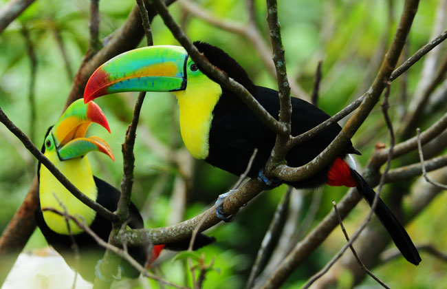 Cultura Guaraní: Lista de especies Tucanes