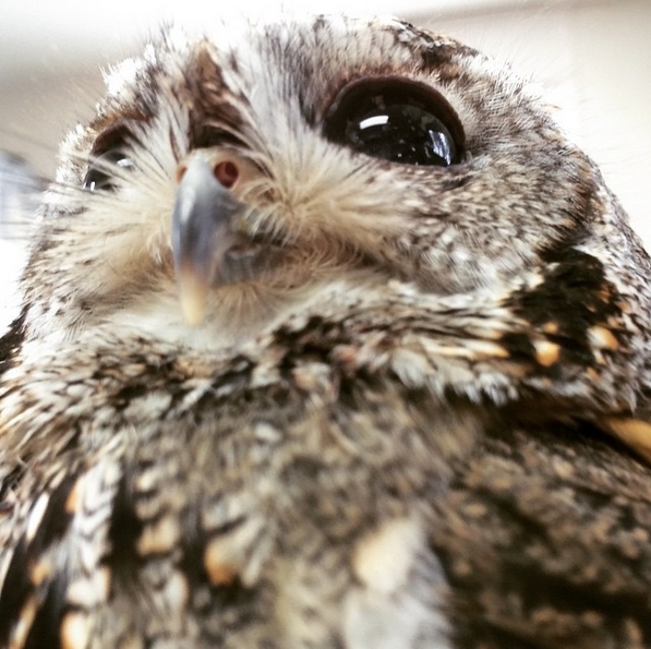 White Wolf : Zeus, The Blind Rescue Owl, Has Galaxies in His Eyes (With ...