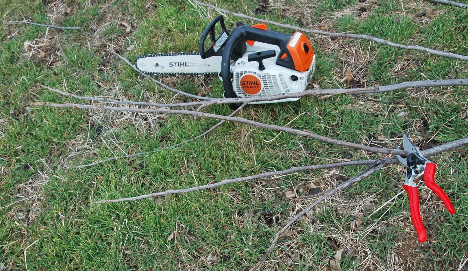 Northern Pecans: Trimming trees and collecting pecan scionwood