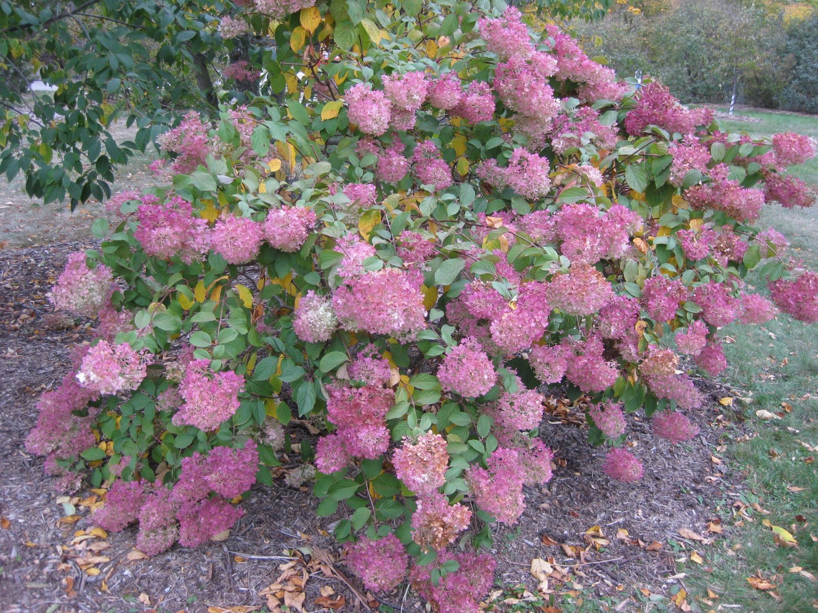 Rotary Botanical Gardens - Hort Blog: Panicled Hydrangeas For A ...