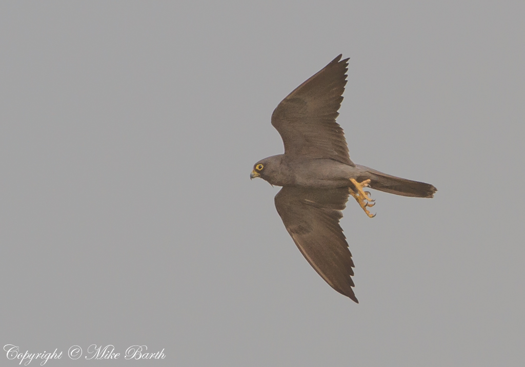 In search of Sooty Falcon | Focusing on Wildlife