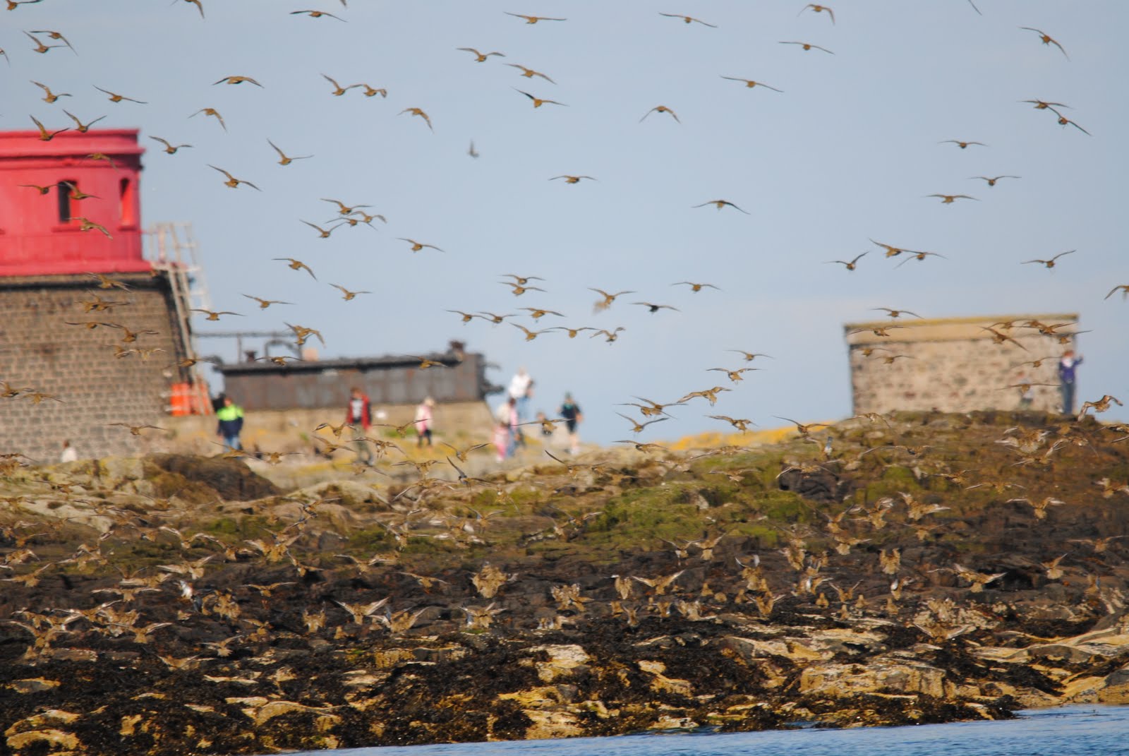 600+ Golden Plovers on Longstone Island - Serenity Farne Islands Boat ...