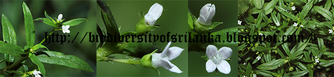 Biodiversity of Sri Lanka: වල් පත්පාඩගම්[Wal Pathpadagam]/Old world ...