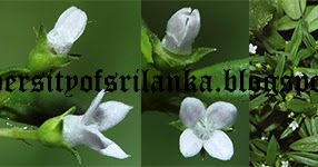 Biodiversity of Sri Lanka: වල් පත්පාඩගම්[Wal Pathpadagam]/Old world ...