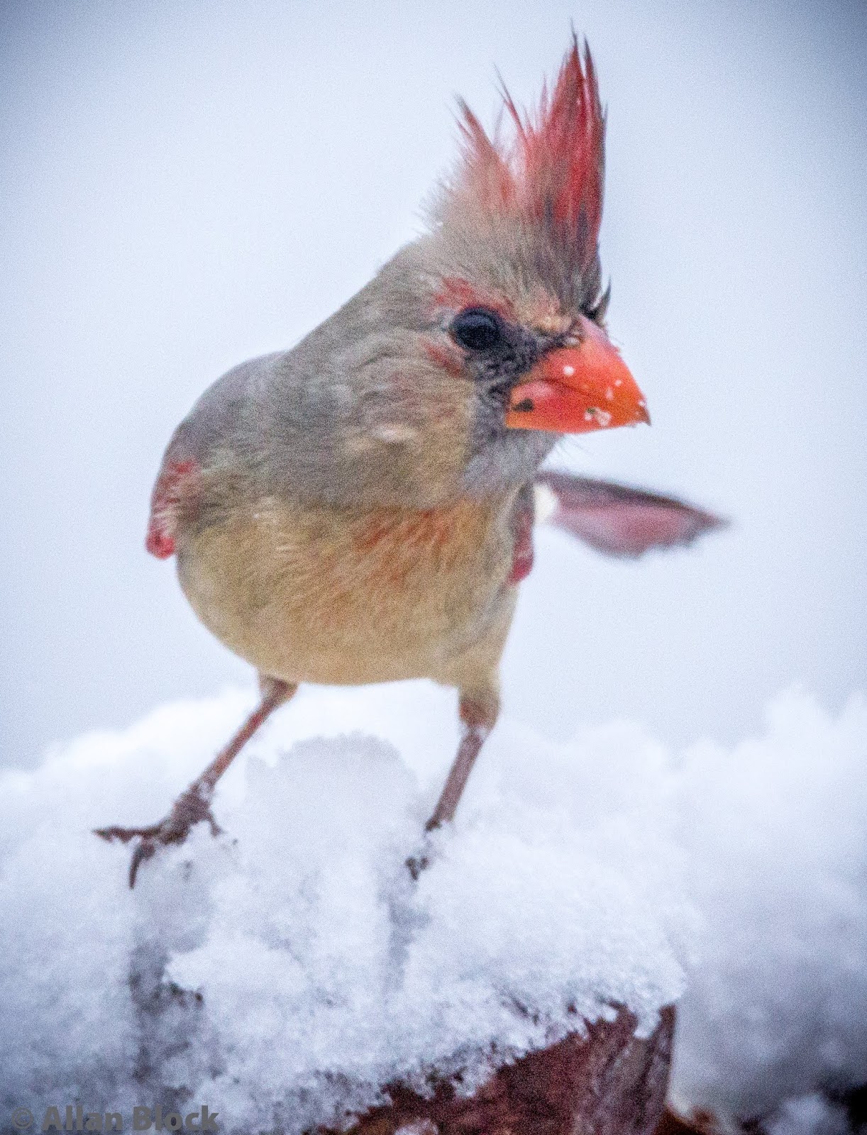 Feather Tailed Stories: Arizona Birds in Snow