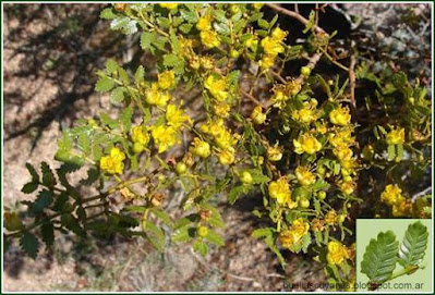 YUYOS DEL CAMINO: La Jarilla. | Huellas Cuyanas