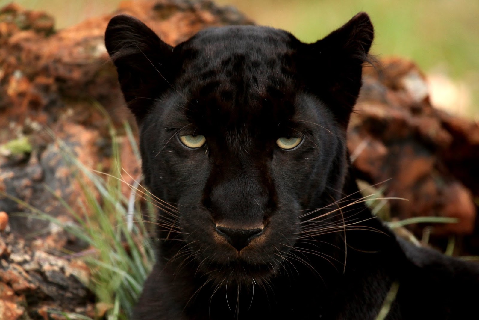 Panther - HD Wallpapers | Earth Blog